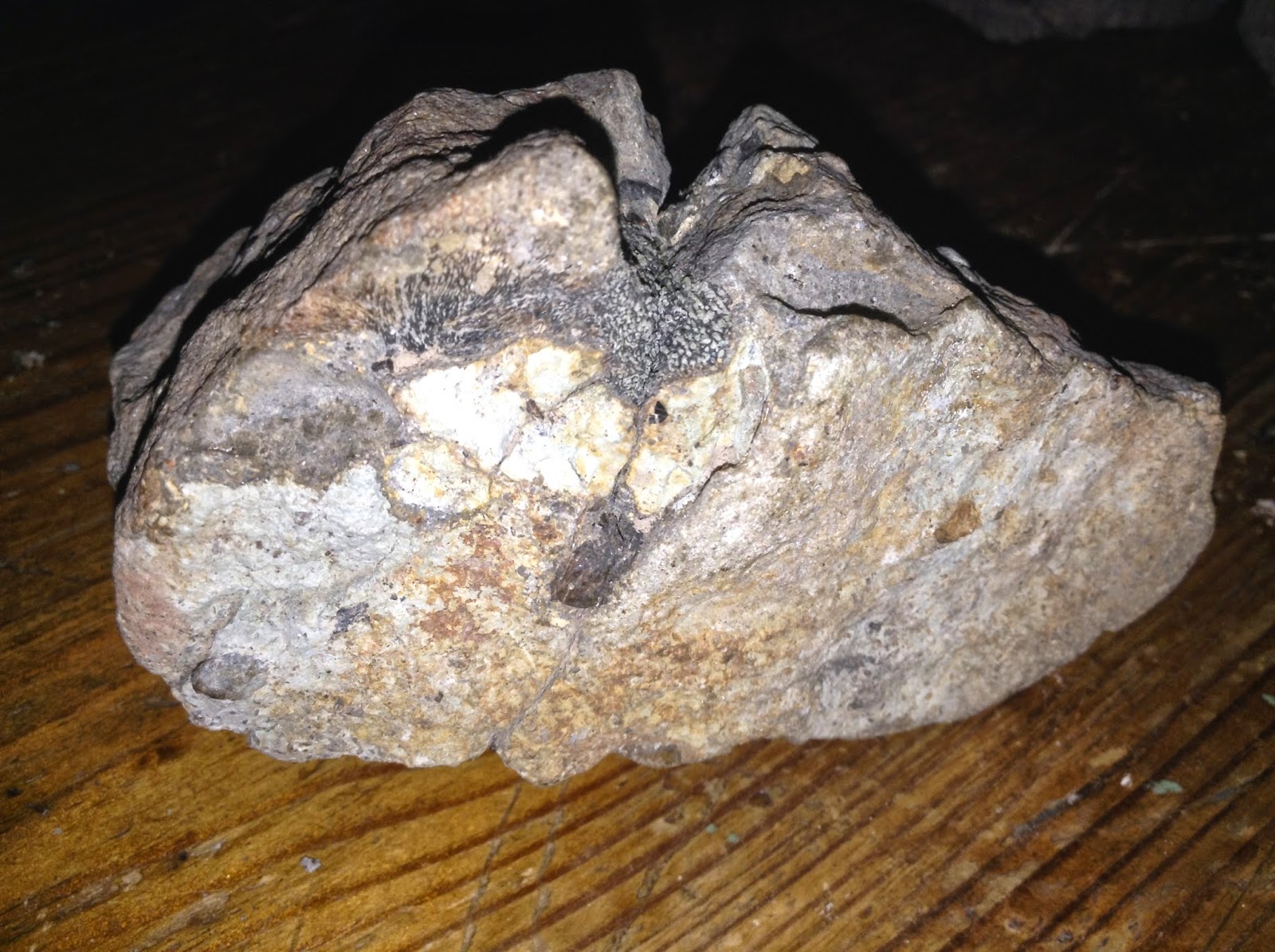 The Collector of Fossils: The Bone Bed